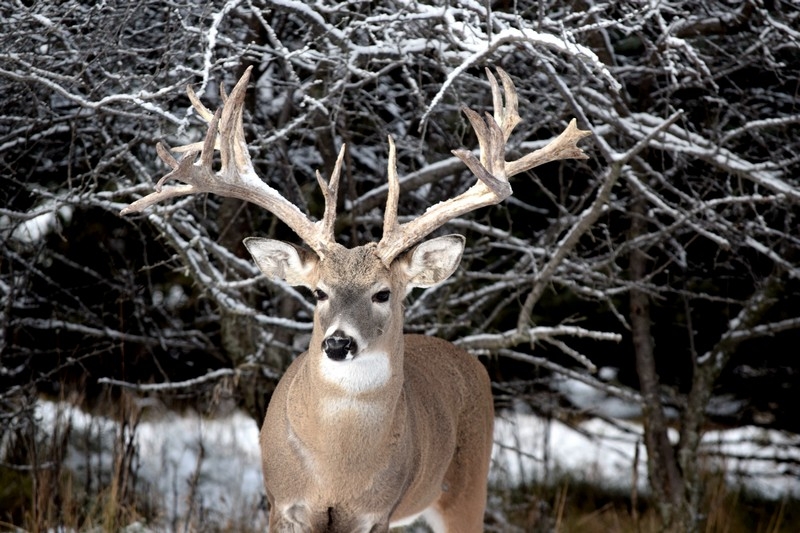 South Dakota Whitetail Hunts | Whitetail Hunting Outfitter